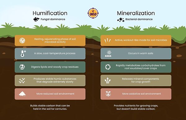 The Two Types of Soil Microbial Activity - Advancing Eco Agriculture