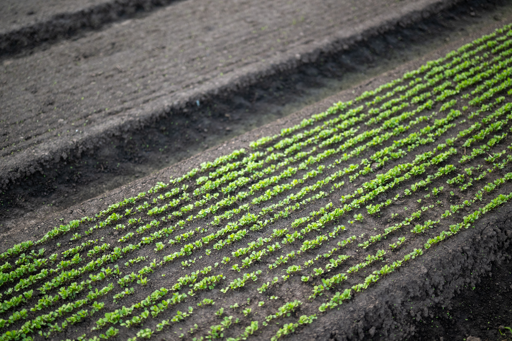 3 Essential Tips for Biological Inoculants - Advancing Eco Agriculture