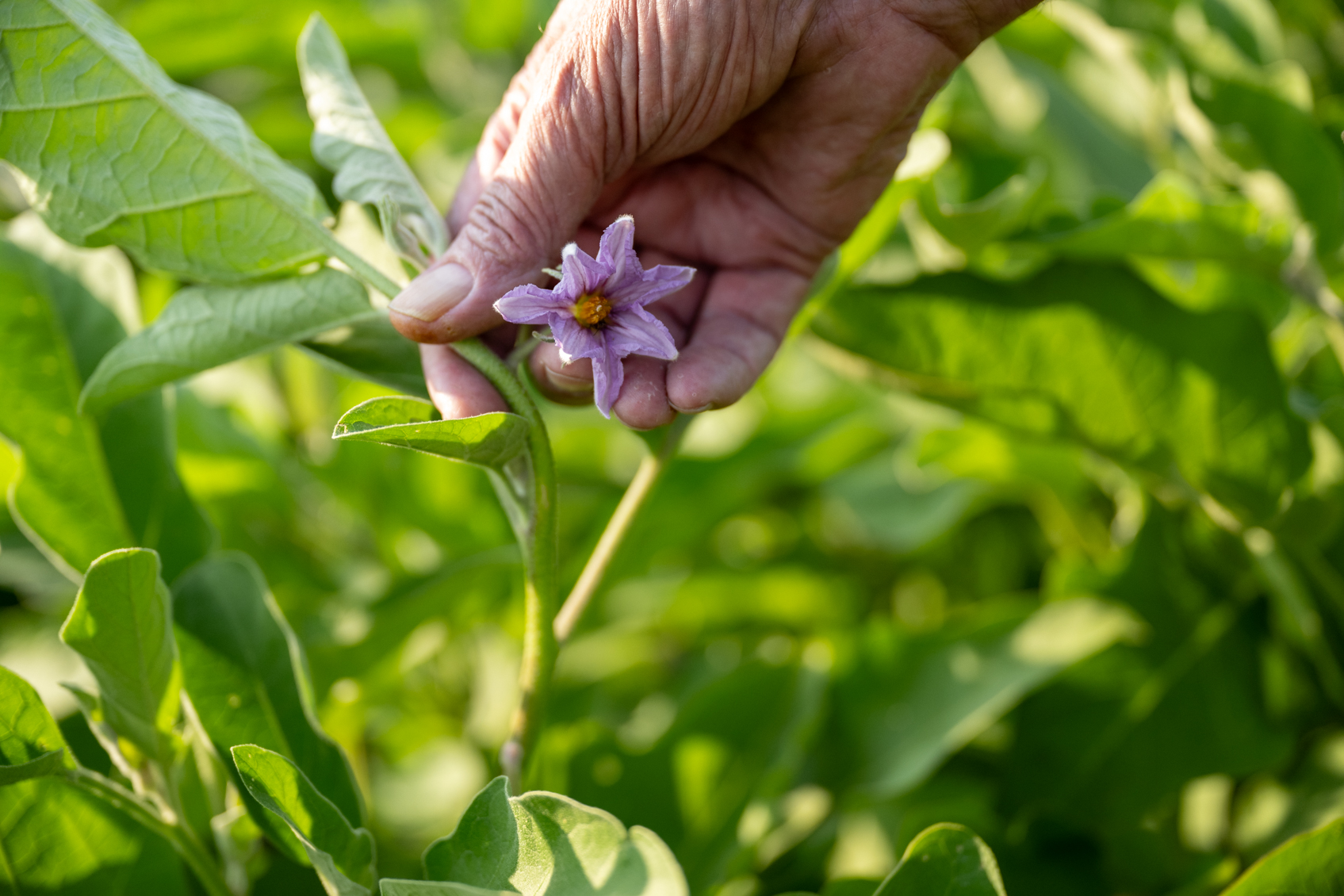 To OMRI or not to OMRI? - Advancing Eco Agriculture